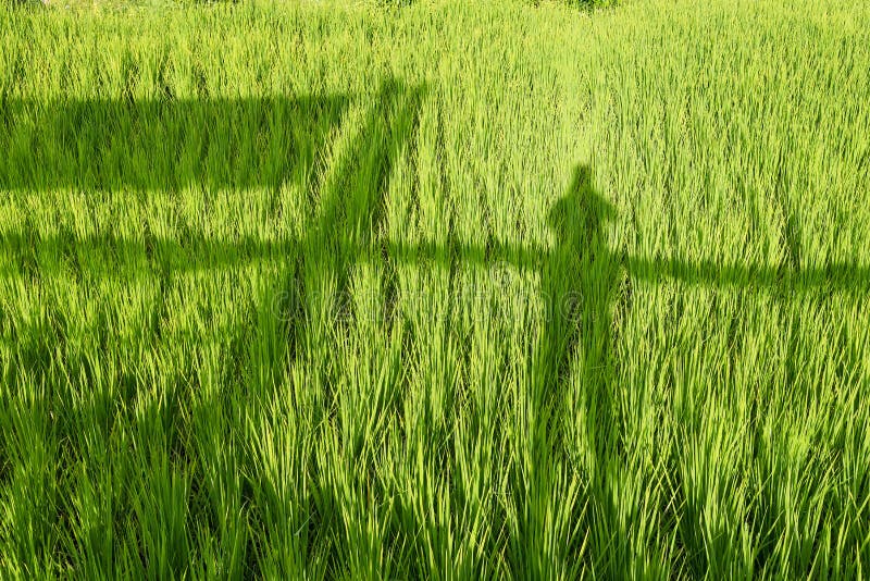 Shadow of Man in Paddy Rice Field.Thailand. Stock Image - Image of ...