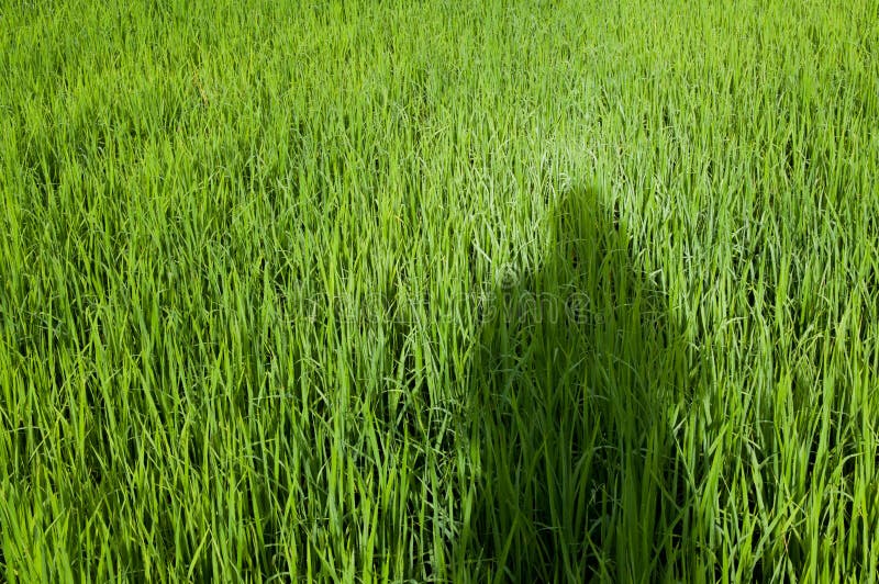 Shadow of Men on Rice Field Stock Photo - Image of silluate, shadow ...