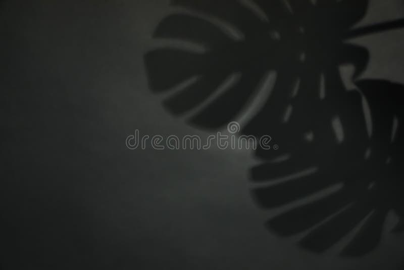 Shadow of Monstera Leaves on Dark Background, Space for Text Stock ...