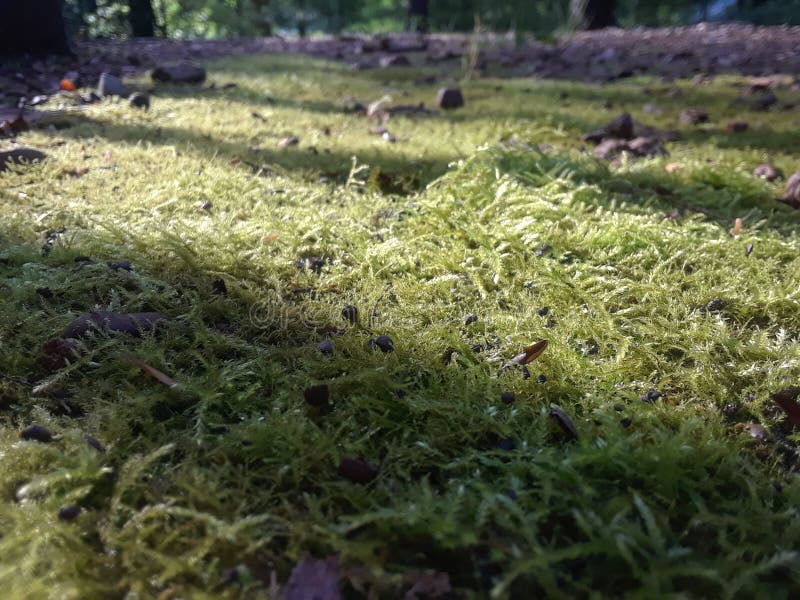 Shadow moss stock image. Image of cast, shadow, mossy - 132393255