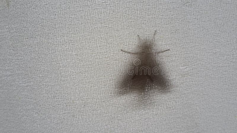 The Shadow of the Moth Behind the Curtain Stock Image - Image of ...