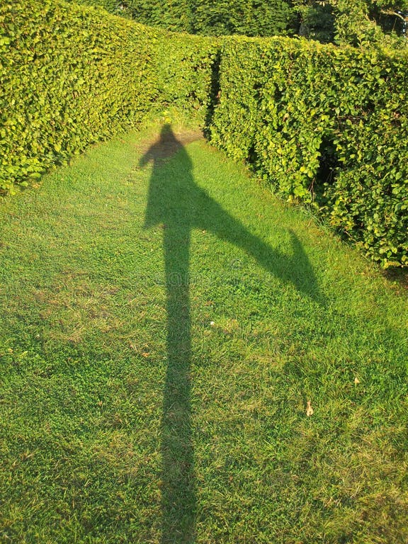 Shadow stock photo. Image of grass, sunset, green, standing - 70486988