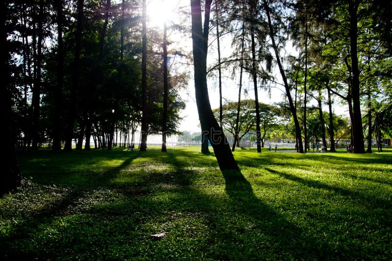 Shadow of Nature stock photo. Image of exercise, leaves - 12020918