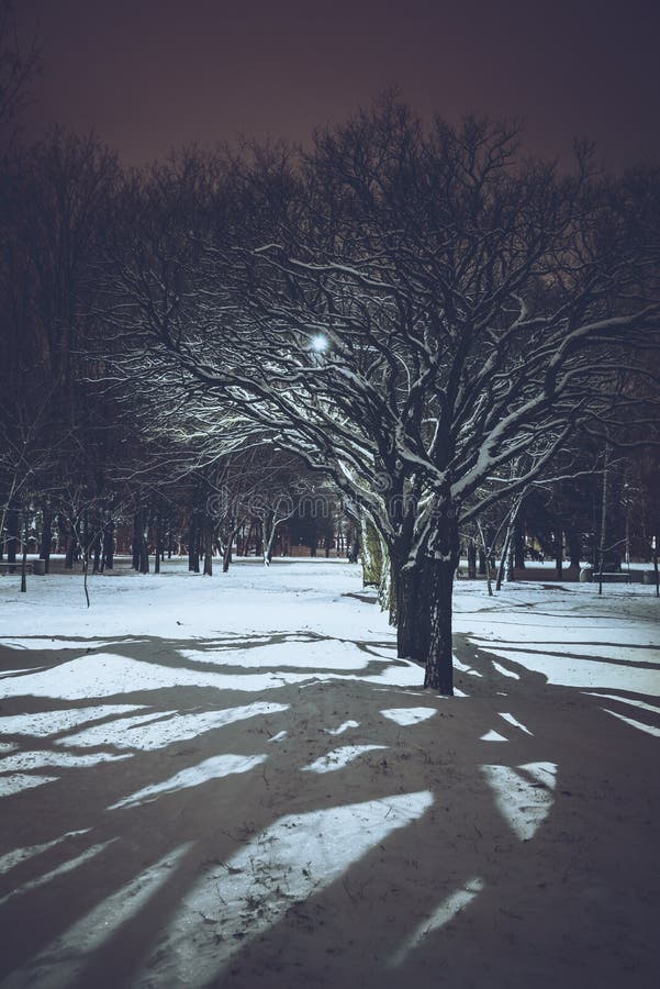 Shadow in night park stock photo. Image of night, frost - 83220236