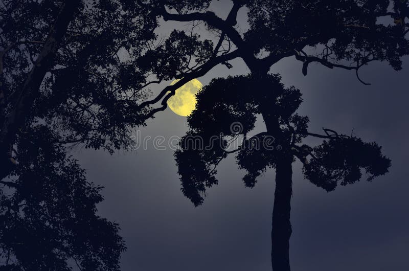 Shadow of Old Big Tree in Full Moon Night Stock Photo - Image of ...