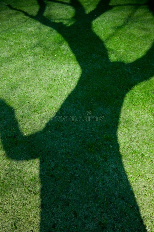 The Shadow of an Old Tree on a Young Green Grass Stock Photo - Image of ...