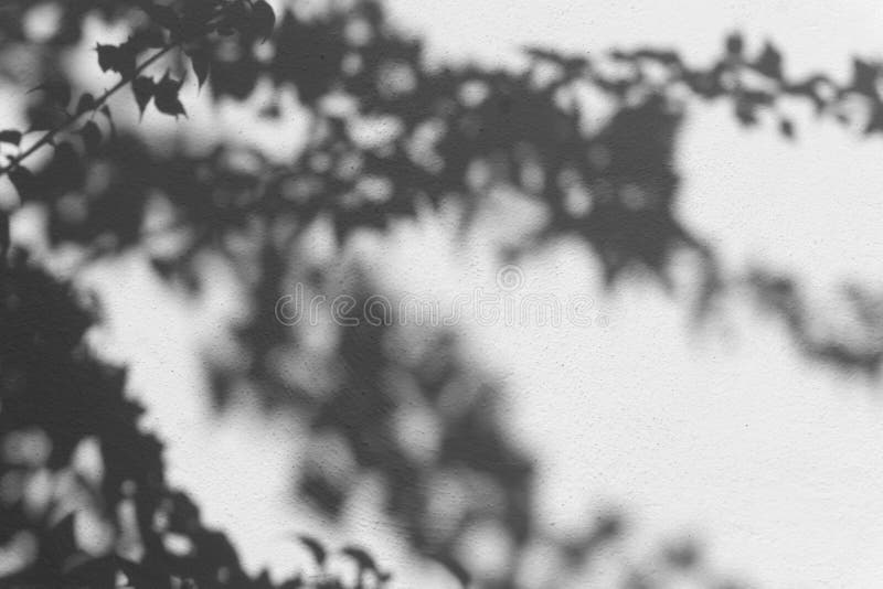 Shadow Overlay Effect. Blur Shadows of Plants and Tree Leaves on a ...