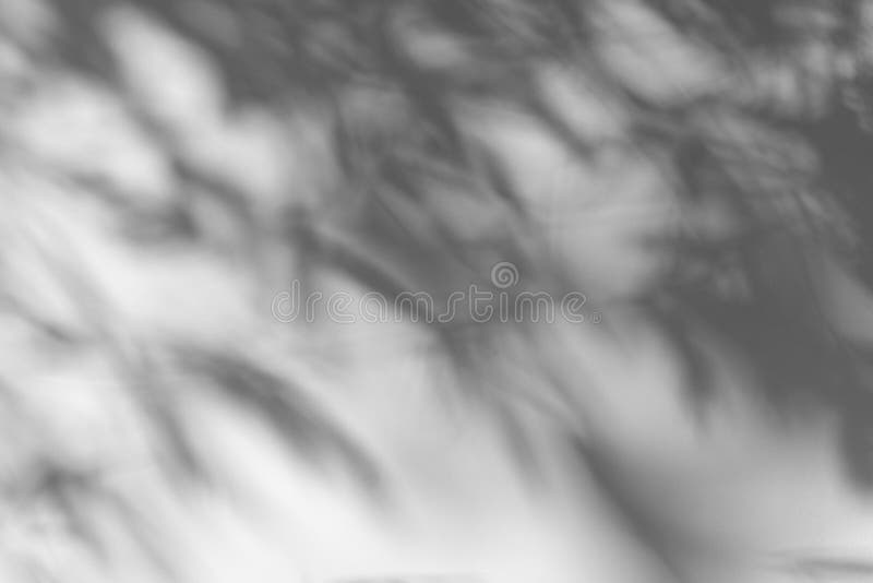 Shadow Overlay Effect. Blur Shadows of Plants and Tree Leaves on a ...