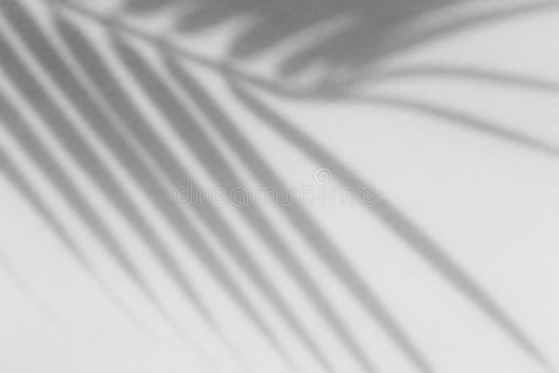 Shadow Overlay Effect for Photo. Shadows from Tree Leaves Palm and ...