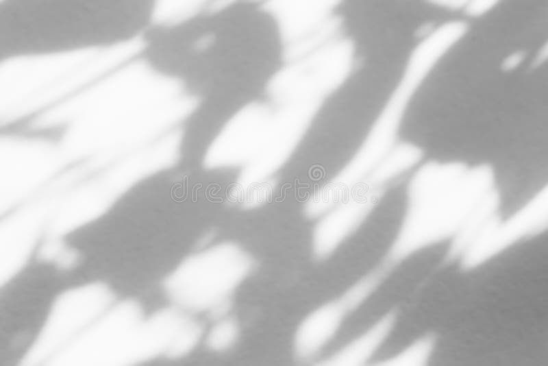 Shadow Overlay Effect for Photo. Shadows from Tree Leaves Palm and ...