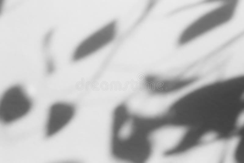 Shadow Overlay Effect for Photo. Shadows from Tree Leaves Palm and ...