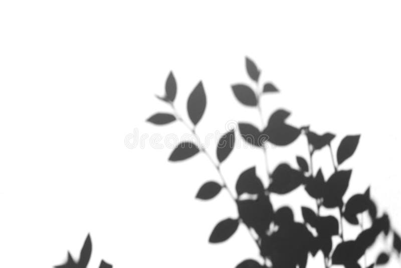 Shadow Overlay Effect for Photo. Shadows from Tree Leaves and Tropical ...