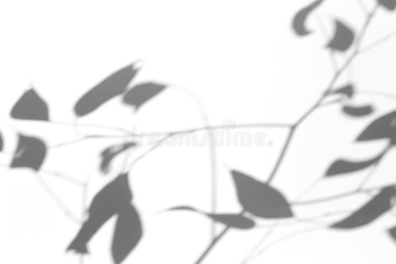 Shadow Overlay Effect for Photo. Shadows from Tree Leaves and Tropical ...