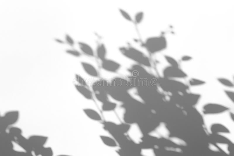 Shadow Overlay Effect for Photo. Shadows from Tree Leaves and Tropical ...
