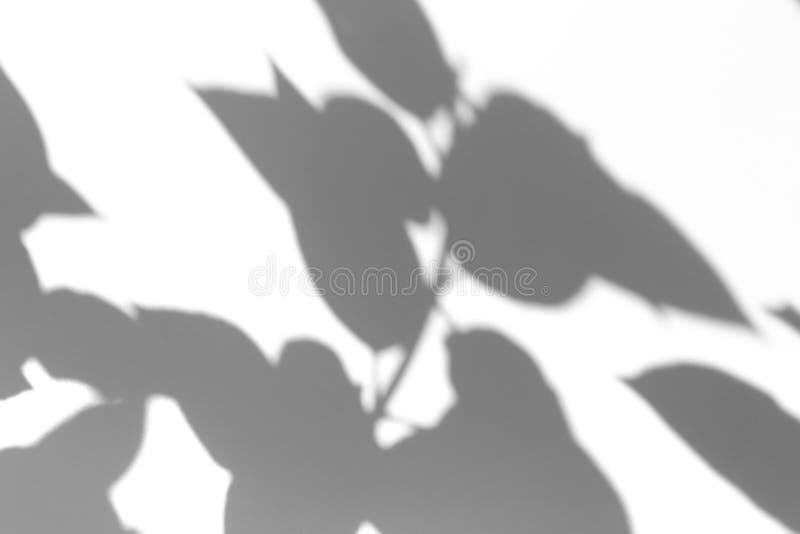 Shadow Overlay Effect for Photo. Shadows from Tree Leaves and Tropical ...