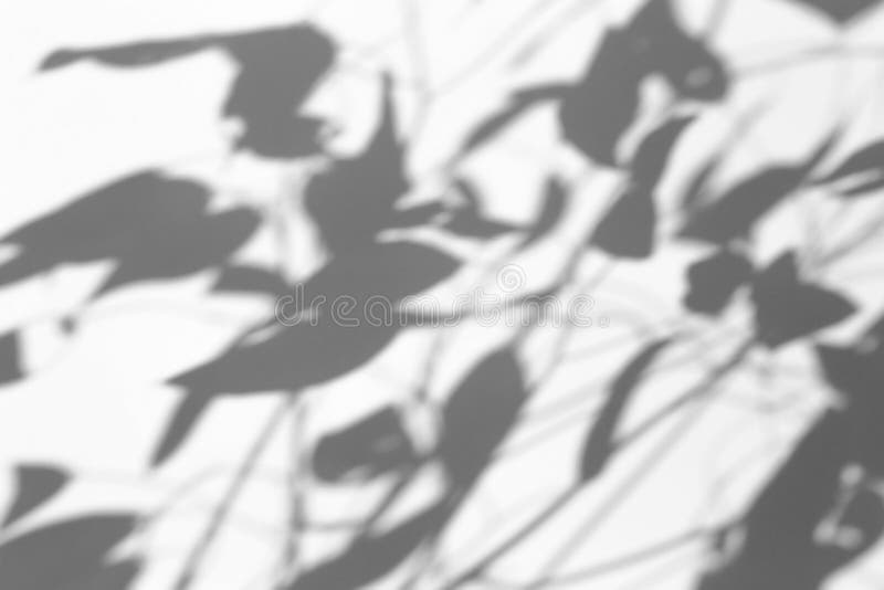 Shadow Overlay Effect for Photo. Shadows from Tree Leaves and Tropical ...