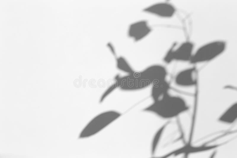 Shadow Overlay Effect for Photo. Shadows from Tree Leaves and Tropical ...