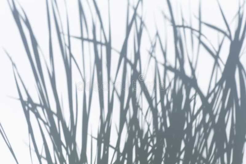 Shadow Overlay Effect for Photo. Shadows from Tree Leaves and Tropical ...