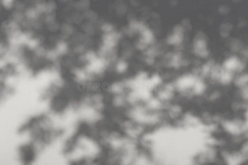 Shadow Overlay Effect for Photo. Shadows from Tree Leaves and Tropical ...