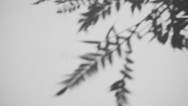 Shadow Overlay Effect. Shadows of Plants and Tree Leaves on a White ...