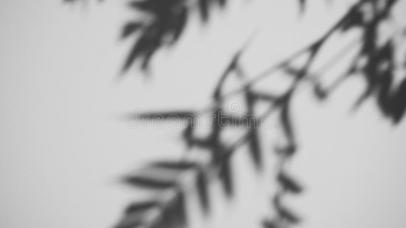Shadow Overlay Effect. Shadows of Plants and Tree Leaves on a White ...