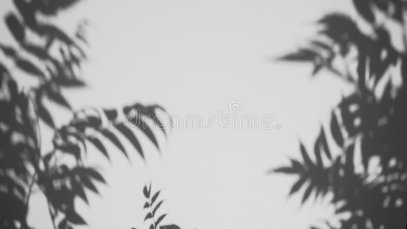Shadow Overlay Effect. Transparent Overlay Shadow from Leaves, Branches ...
