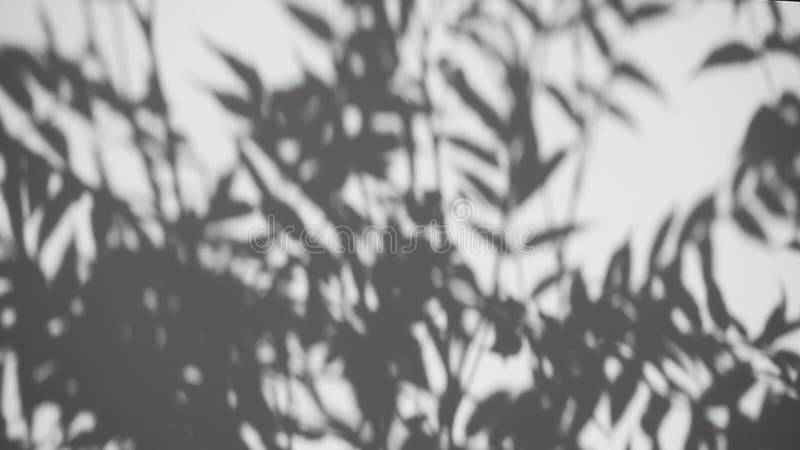 Shadow Overlay Effect. Transparent Overlay Shadow from Leaves, Branches ...