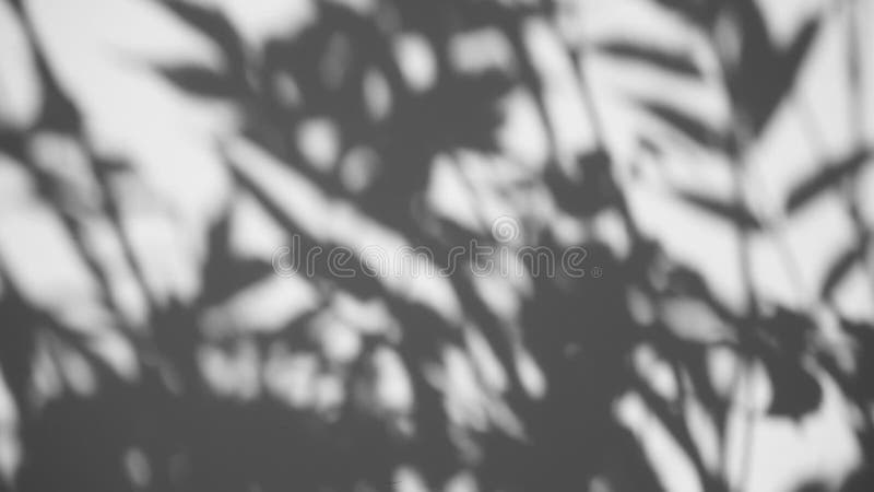 Shadow Overlay Effect. Shadows of Plants and Tree Leaves on a White ...