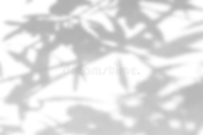 Shadow Overlay Effect on White Background. Abstract Sunlight Background ...