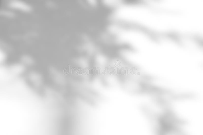 Shadow Overlay Effect on White Background. Abstract Sunlight Background ...