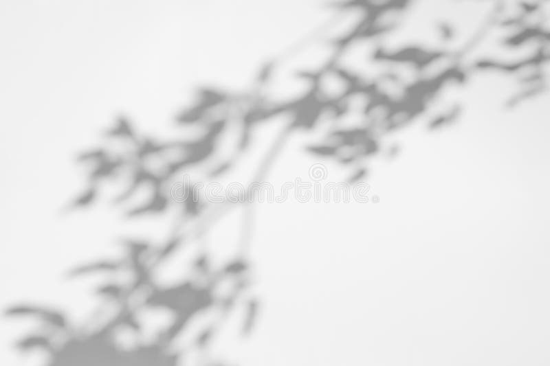 Shadow Overlay Effects for Branding. Mockups. Scenes of Natural ...