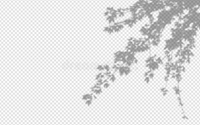 Shadow Overlay from a Maple Tree Branch Isolated on a Transparent ...