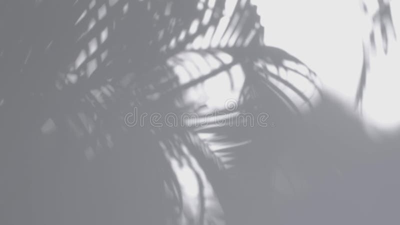 Shadow Palm Leaf in the Wind Blowing Overlay on Wall Textures, Video ...