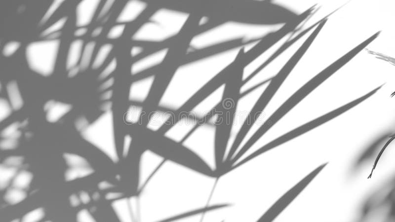 Shadow Palm Leaf in the Wind Blowing Overlay on White Stock Footage ...