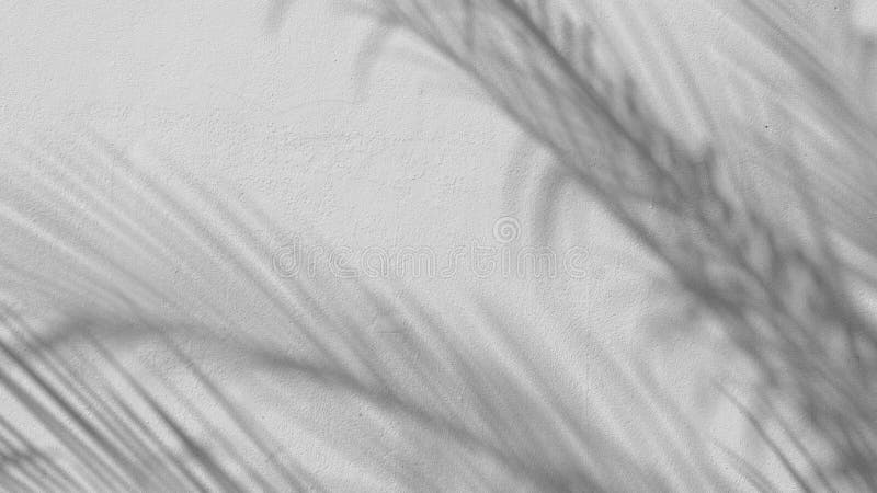 Shadow Palm Leaf in the Wind Blowing Overlay on Wall Textures, Video ...