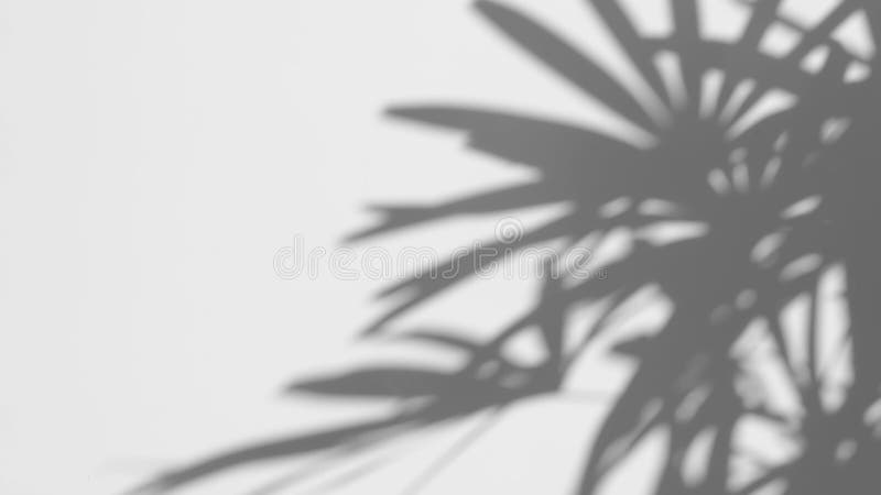 Shadow Palm Leaf in the Wind Blowing Overlay on White Stock Video ...