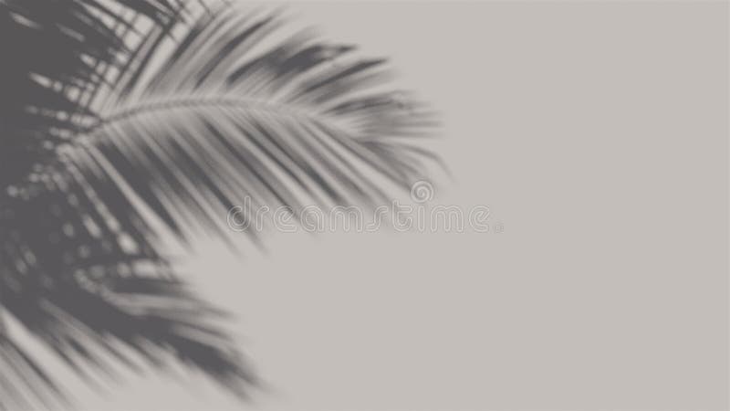 Shadow Palm Leaf in the Wind Blowing Overlay on White Wall Background ...