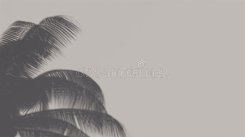 Shadow Palm Leaf in the Wind Blowing Overlay on White Wall Background ...
