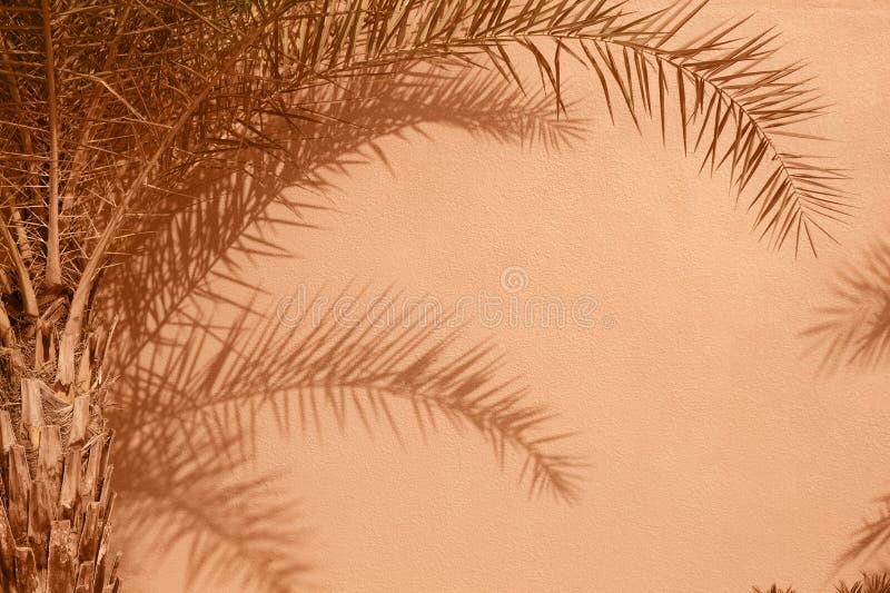 Shadow of Palm Leaves on Colored with Peach Fuzz, Color of the Year ...