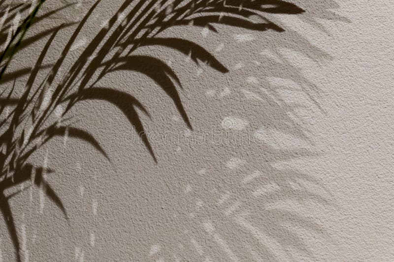 Shadow Palm Leaves .Texture Background with Leaf Shadows.tropical ...