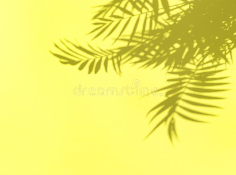 Shadow Palm Leaves Yellow Background Floral Border Stock Image - Image ...