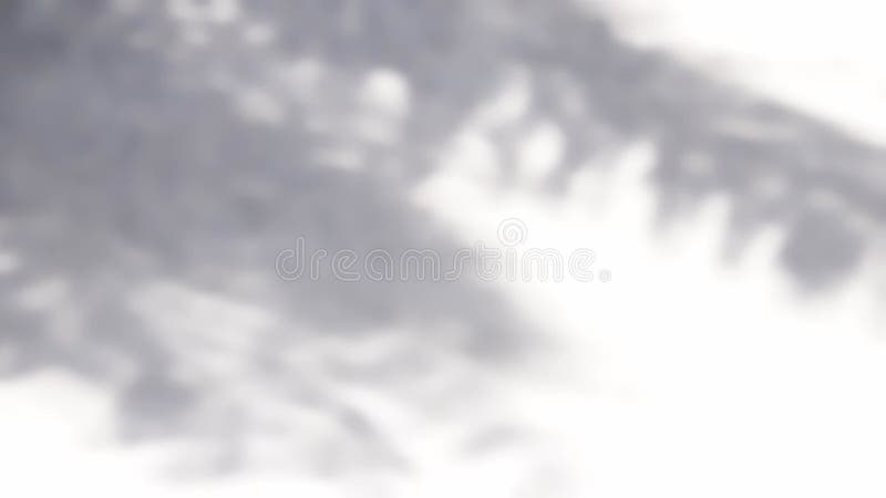 Shadow of palm tree stock footage. Video of movement - 252998240