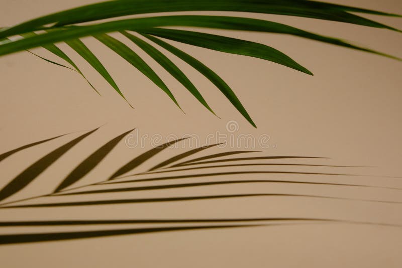 Shadow from Palm Tree Branch on a Beige Background Stock Photo - Image ...