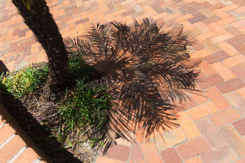 Palm Tree Shadow, Brick Sidewalk Stock Image - Image of fence, elegant ...