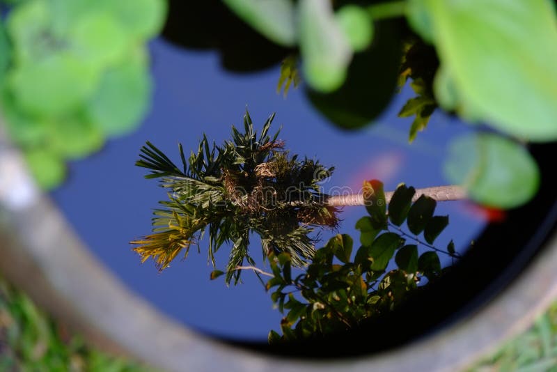Shadow of the Palm Tree in a Fish Tank. Stock Photo - Image of give ...