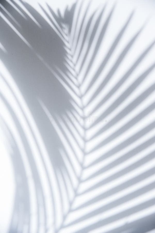 Shadow of Palm Tree Leaf on White Wall, Abstract Background Stock Image ...