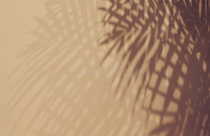 Shadow of Palm Tree Leaves on Beige Wall Stock Photo - Image of frame ...