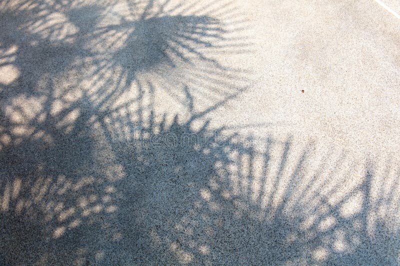 The Shadow of a Palm Tree on the Road As a Background Stock Photo ...