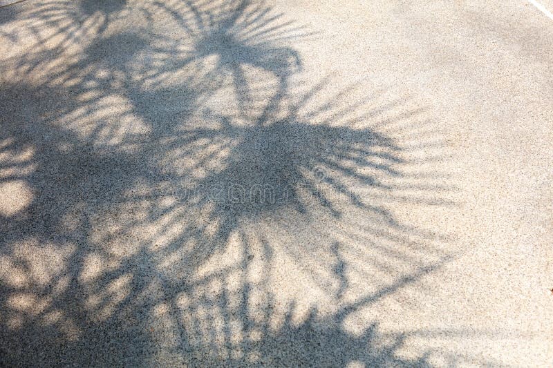 The Shadow of a Palm Tree on the Road As a Background Stock Photo ...