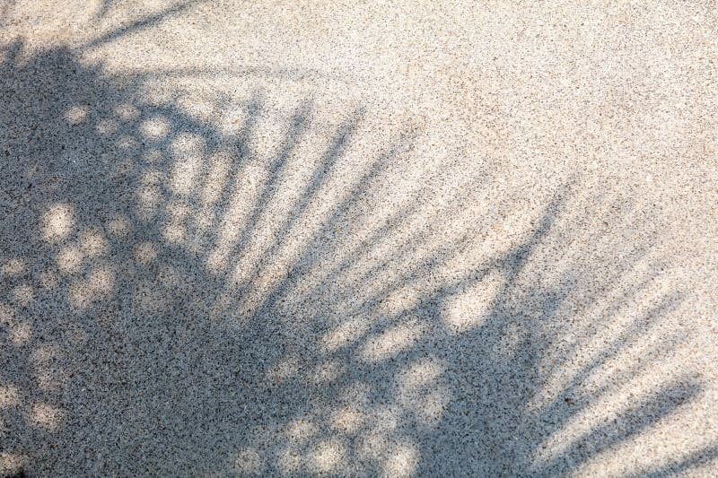 The Shadow of a Palm Tree on the Road As a Background Stock Photo ...